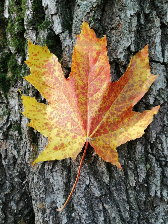 Maple leaf on tree bark stock photo. Image of bark, leaves - 197769254