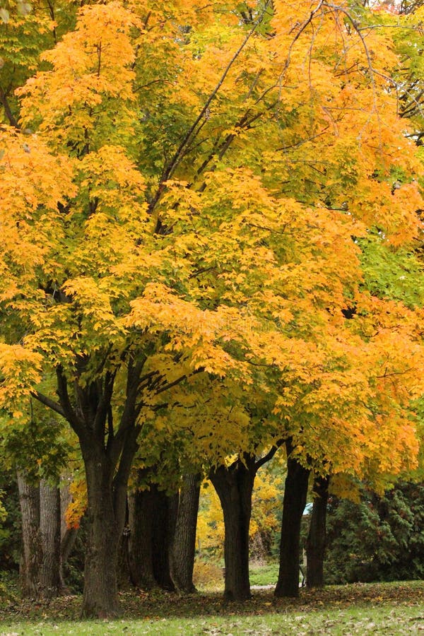 Maple Leafs Opening Stock Photos - Free & Royalty-Free Stock Photos ...