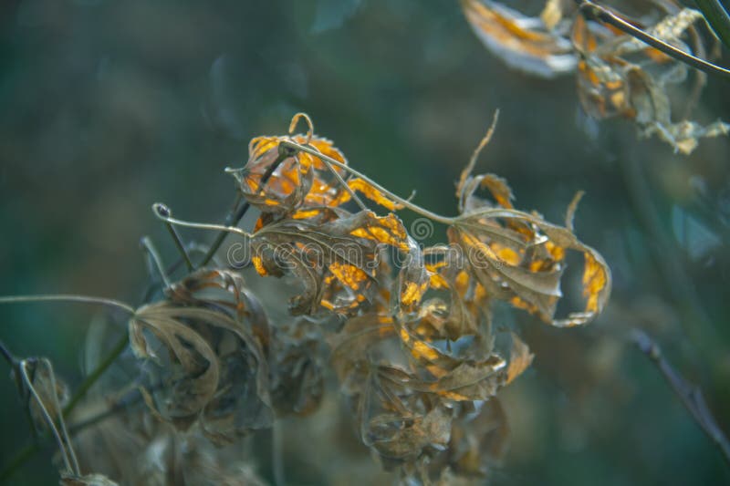 The Maple Leaf Tree in Early Spring Has New Shoots Sprouting from the ...