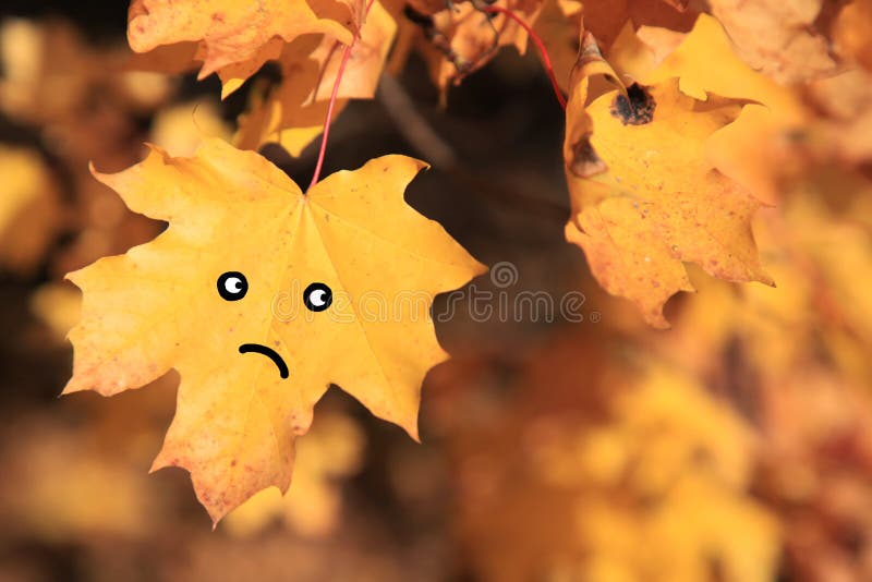 Maple Leaf on the Tree with Sad Muzzle Expression Stock Photo - Image ...