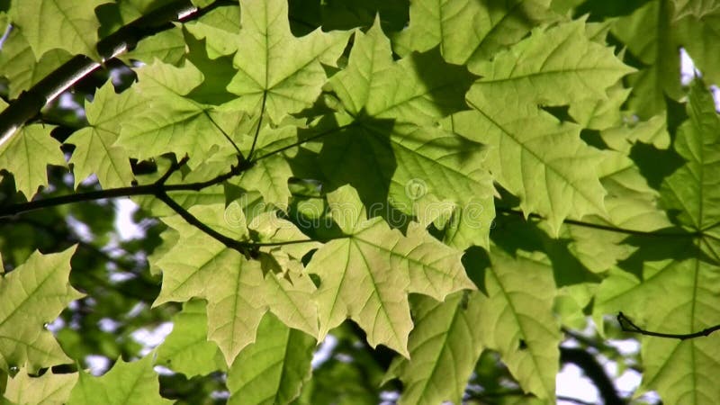 Maple Leaf Tree, Sunny Leaves in Stock Video - Video of background ...