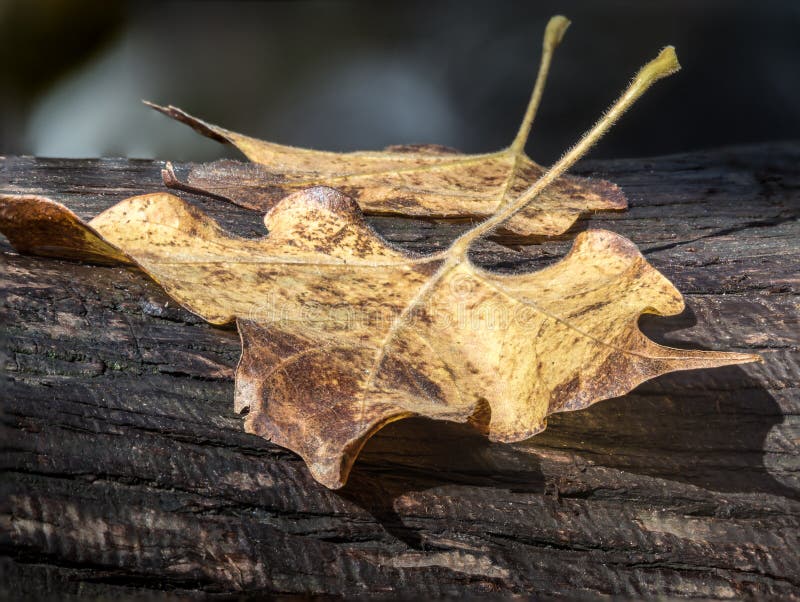 Maple Leaf on a Tree Trunk stock image. Image of tree - 101782683