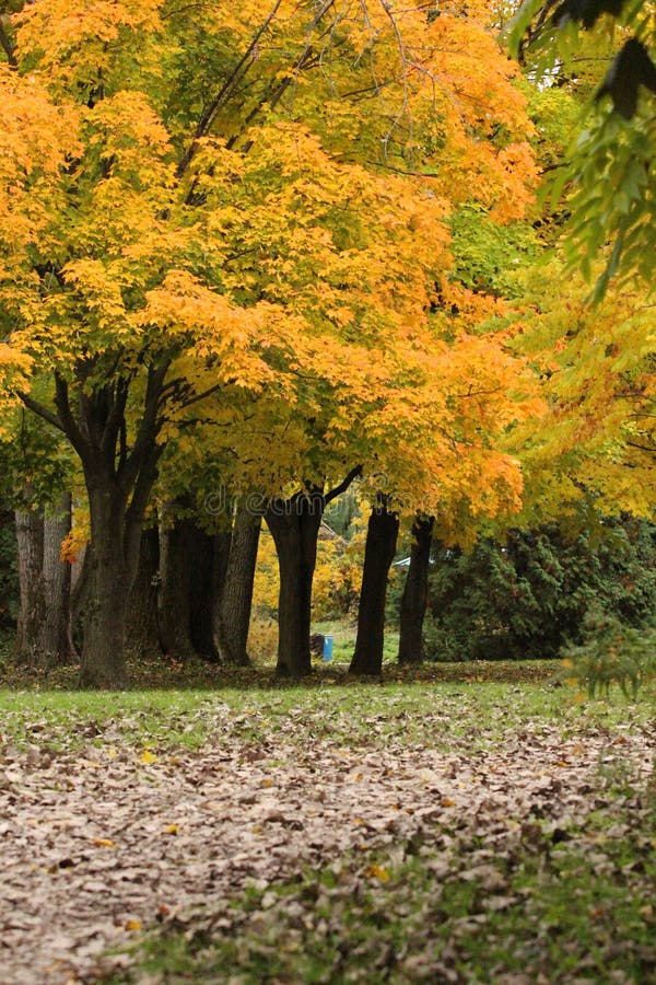 Maple leaf Trees stock image. Image of view, tree, fall - 269662087