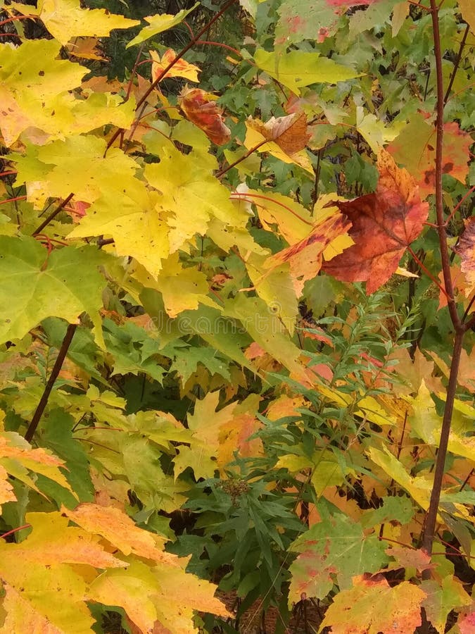 Trees During Fall Picture. Image: 109912600