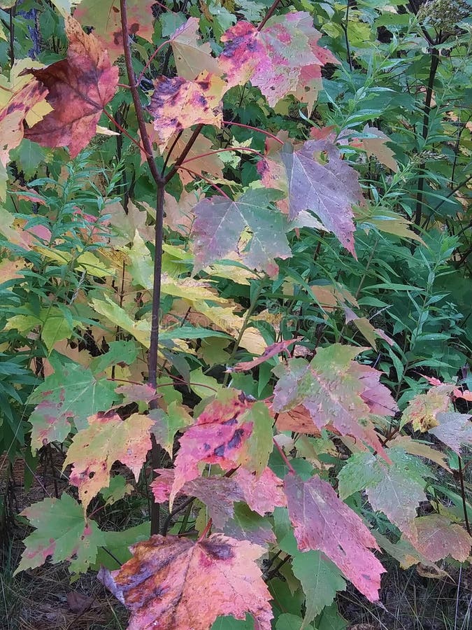 Maple Leaf Trees Fall Time Colors 5 Stock Photo - Image of nature ...