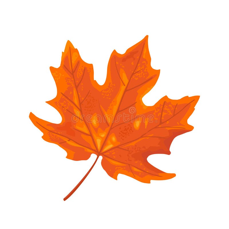 Maple Leaf. Vector Vintage Engraved Illustration. on White Background ...