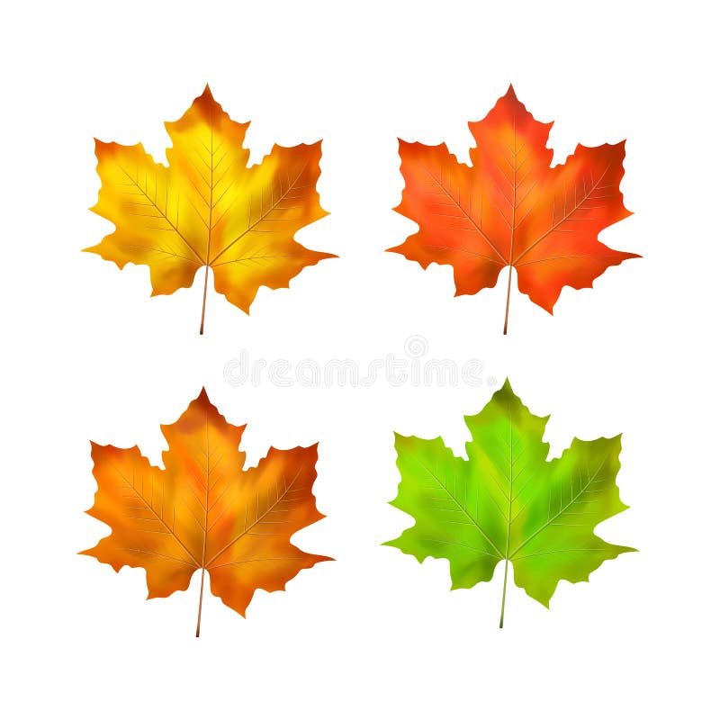 Maple Leaf Vector Illustration Stock Vector - Illustration of fall ...