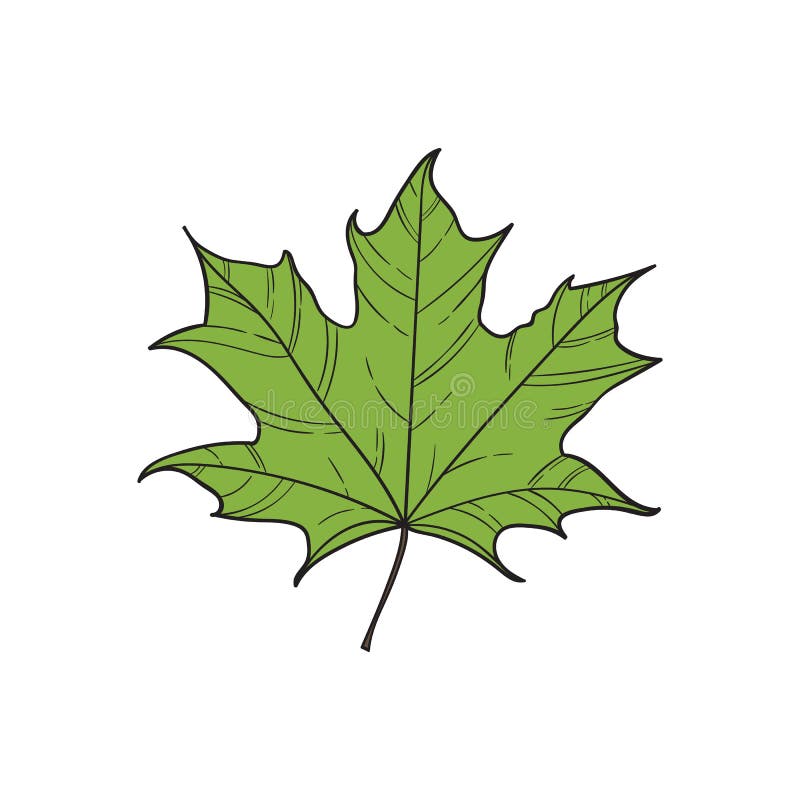 Maple Leaf Vector Illustration Stock Vector - Illustration of leaves ...