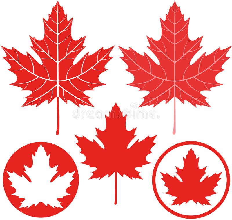 Canada Maple Leaf Design stock vector. Illustration of leaf - 83961501