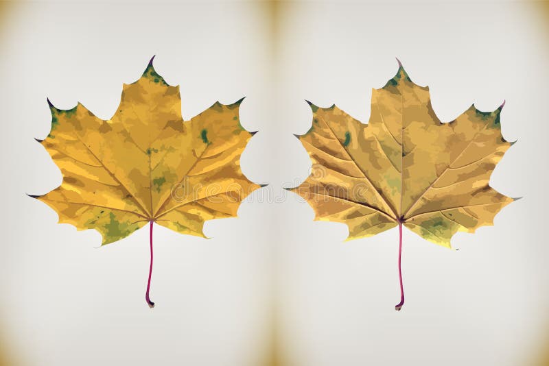 Maple Leaf. Vector Tracing High Accuracy Stock Vector - Illustration of ...