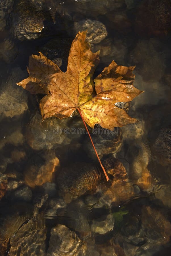Maple Leaf in Water stock image. Image of autumn, fall - 11277435