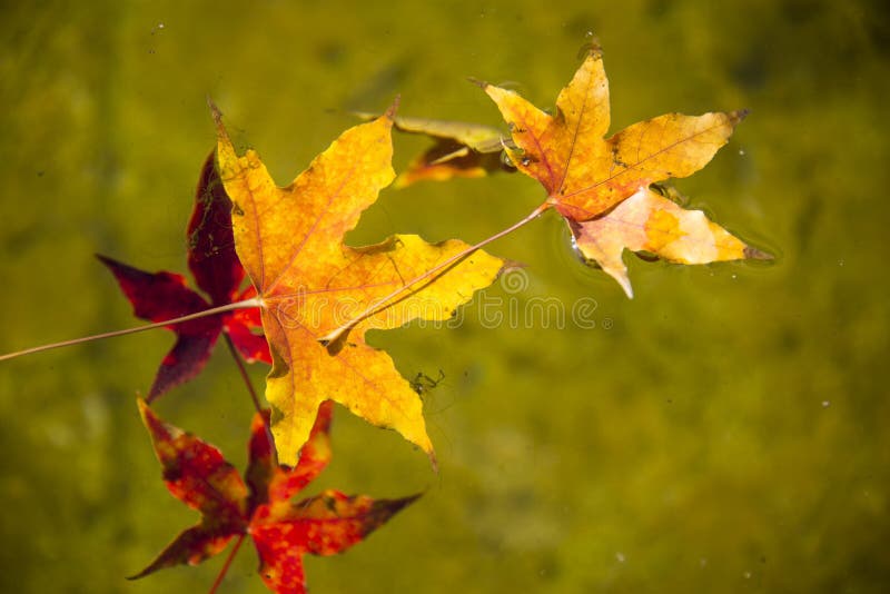 Floating Maple Leaf stock photo. Image of trees, reflection - 61778478