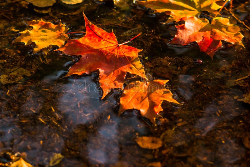 Maple Leaf in Water, Floating Autumn Maple Leaf. Colorful Leaves in ...