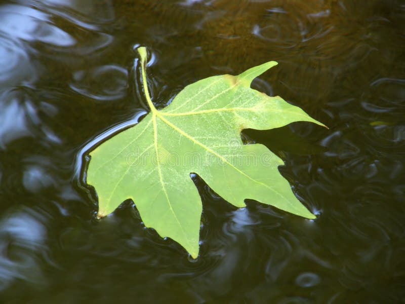 Maple leaf on the water. stock image. Image of wave, maple - 74637371