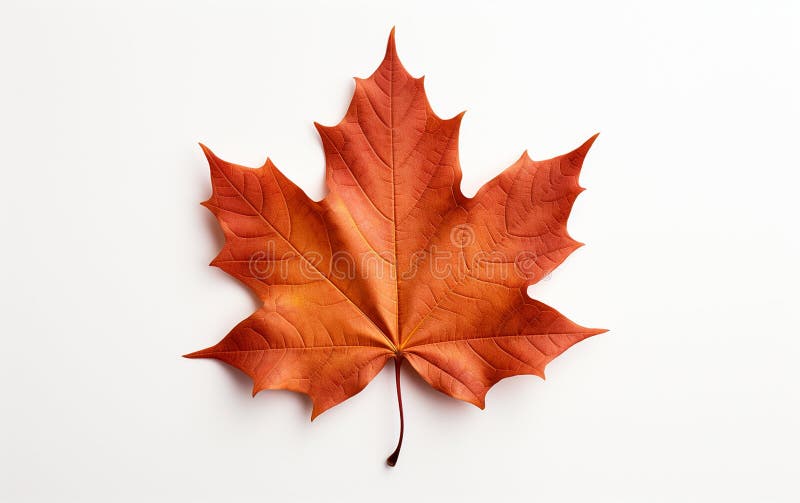 Maple Leaf on a White Background -Generative Ai Stock Illustration ...