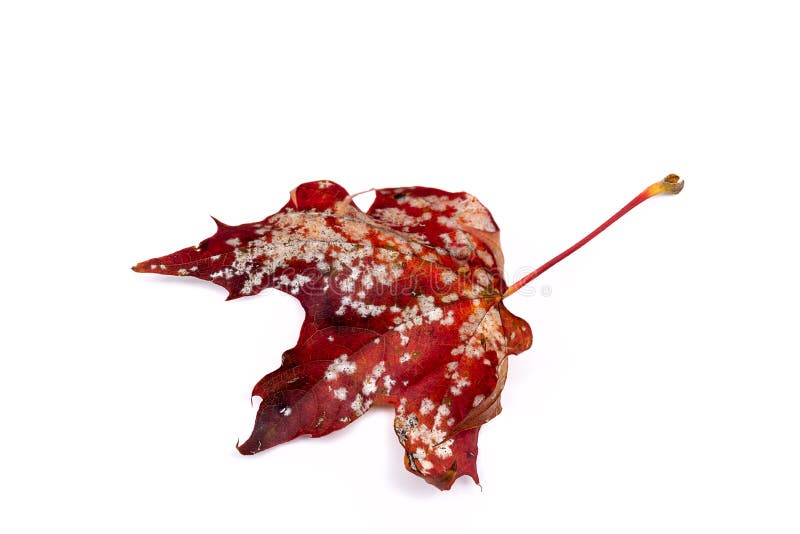 Powdery Mildew On Norway Maple. Maple Tree Disease Stock Photo - Image ...