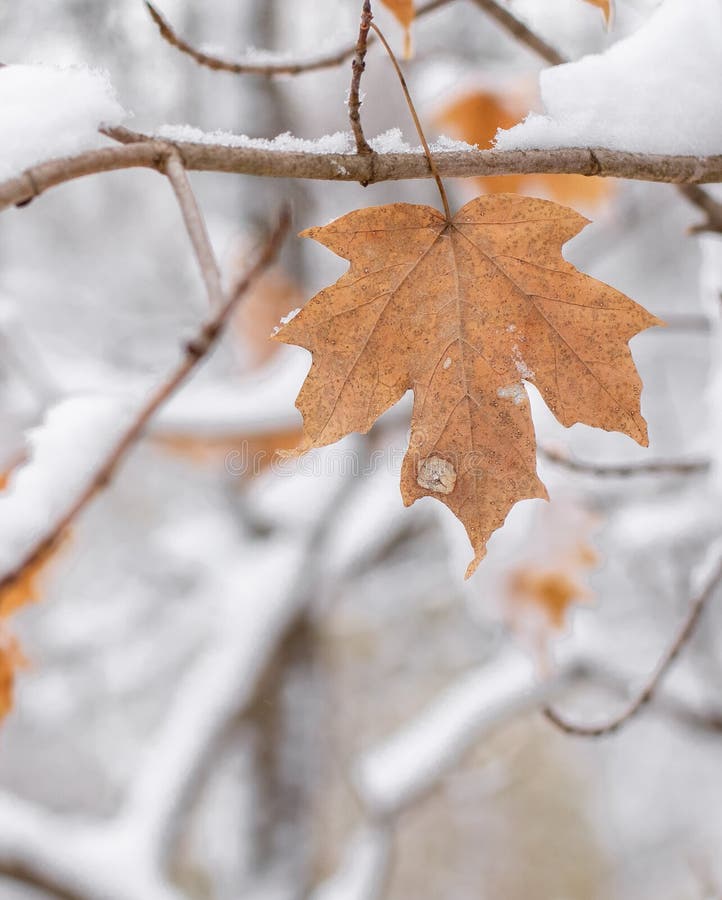 Maple Leaf in Winter stock image. Image of closeup, dead - 228139737