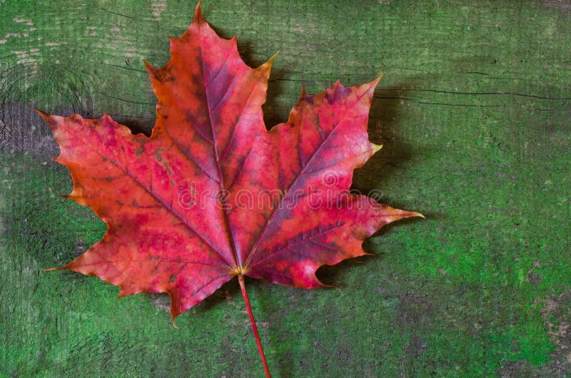 Maple Leaf on Wood Background Stock Image - Image of textured, fallen ...