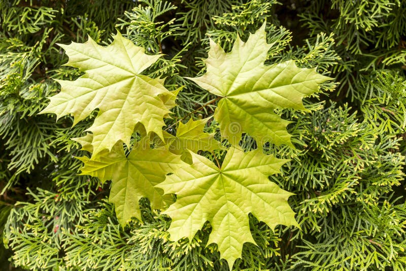 Maple leaf stock photo. Image of yellow, structure, young - 91712052