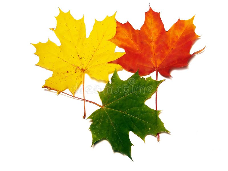 Single Maple Leaf Changing Fall Color 2 Stock Image - Image of green ...