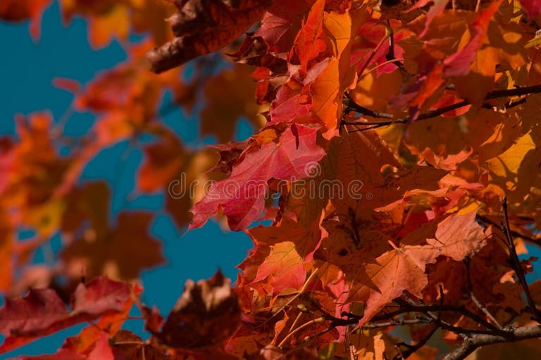 363 Maple Leafs Veins Stock Photos - Free & Royalty-Free Stock Photos ...