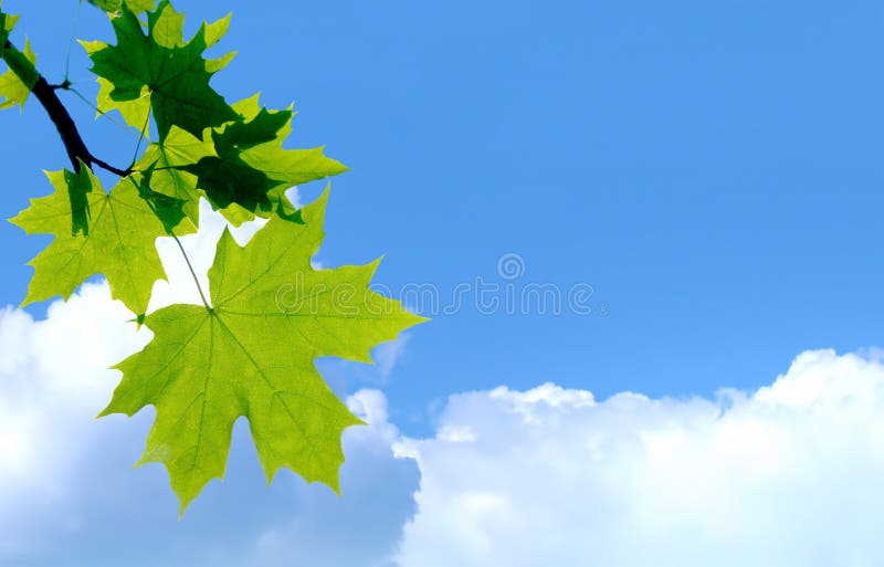 Maple leafs stock image. Image of clarity, element, nature - 3041157