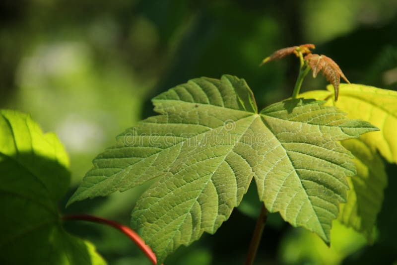 Maple Leafs stock photo. Image of beauty, color, brightly - 93930528