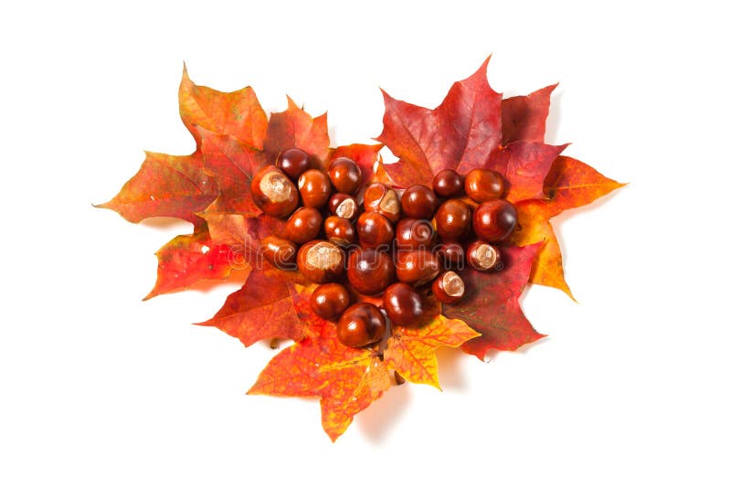 Maple leafs and chestnut stock photo. Image of growth - 26919532