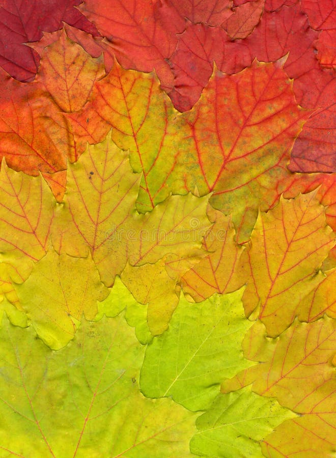 Maple rainbow leaves stock image. Image of maple, colors - 49852081