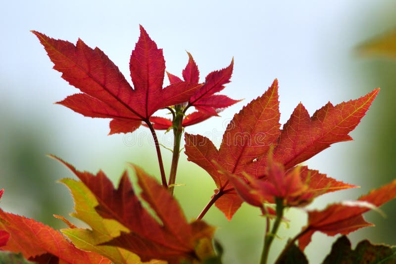 Maple leafs in red color stock image. Image of maple - 61748695