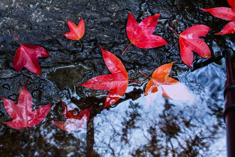 Maple leafs in stream stock image. Image of forest, stone - 40299851