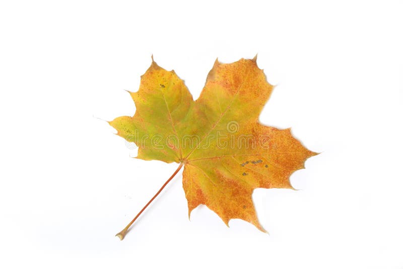 Single Maple Leaf Changing Fall Color 2 Stock Image - Image of green ...