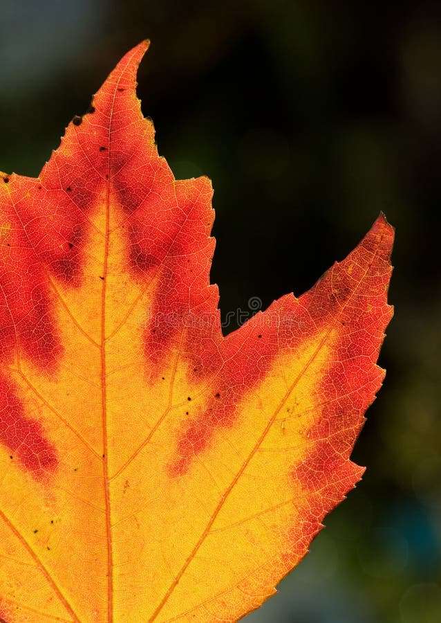 Maple Leave stock image. Image of mapleleaf, autumn, leave - 3740519