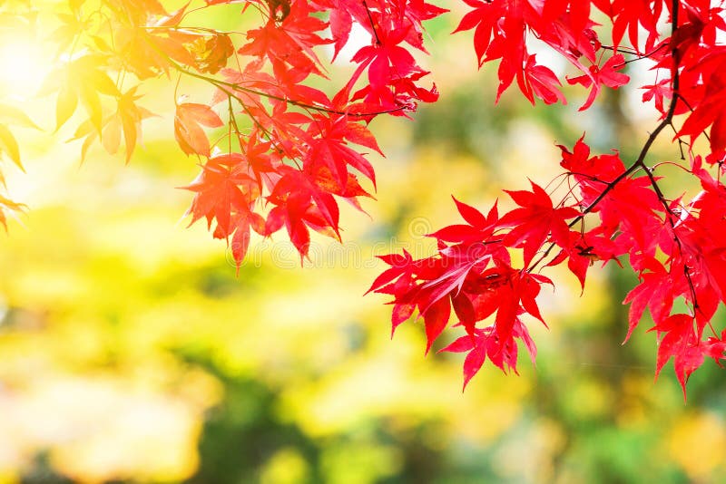 Maple leave in autumn stock image. Image of change, background - 34336231