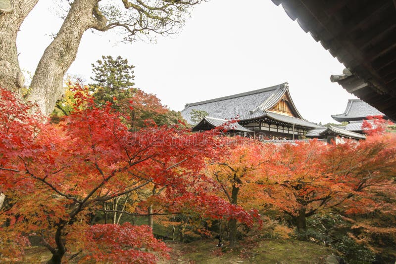 Autumn tints in Japan stock photo. Image of tint, outdoor - 125488312