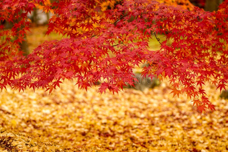 Autumn tints in Japan stock image. Image of outdoor - 125489369