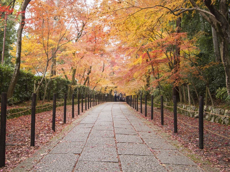 Autumn tints in Japan stock photo. Image of natural - 125492060