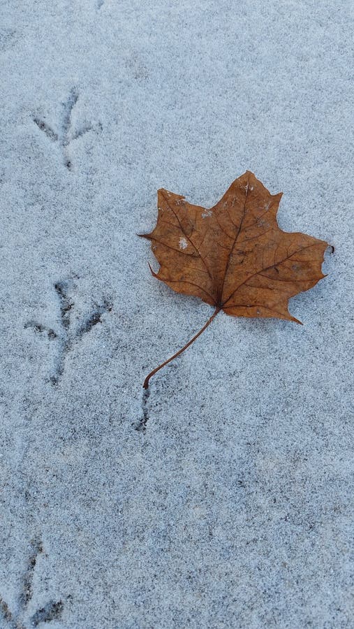 A Maple Leave and Dove Footprints on the First Snow in 2022 in Estonia ...