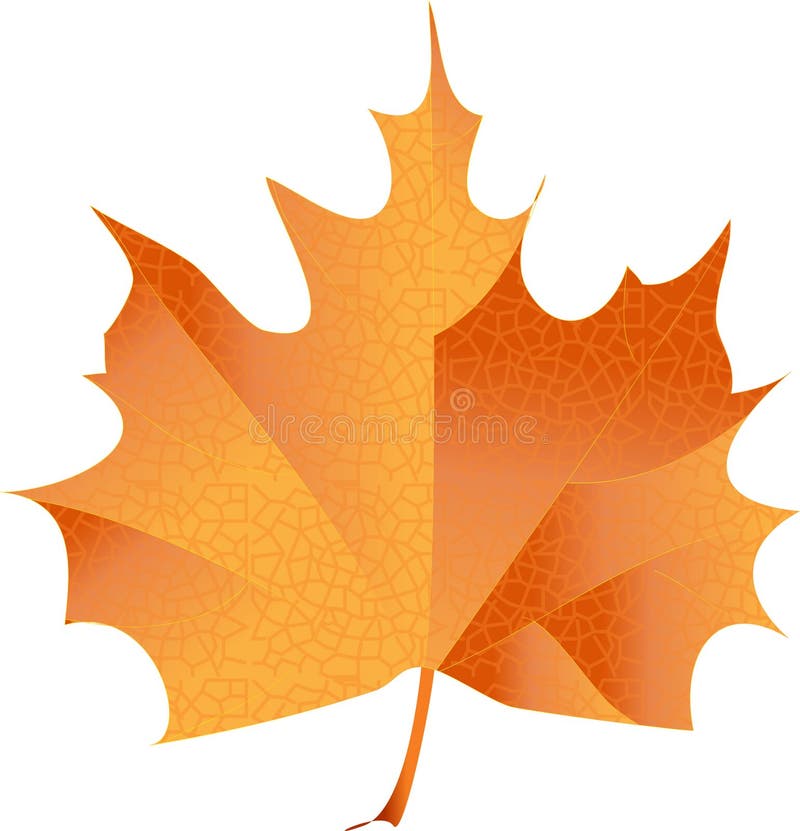 Autumn maple leaf stock vector. Illustration of chlorophyll - 7838579