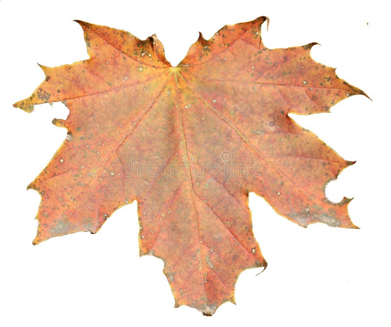 Maple leave isolated stock photo. Image of curved, isolated - 47841888