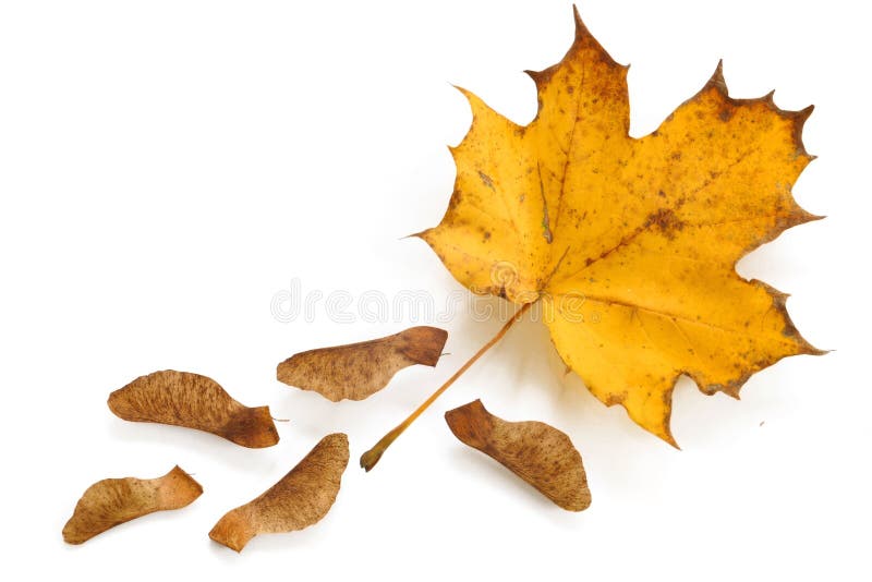 Maple Leave and Seeds, Isolated on a White Stock Image - Image of ...