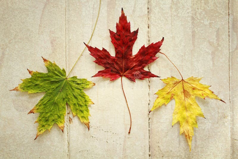 Maple leave stock photo. Image of nature, america, tree - 34692378