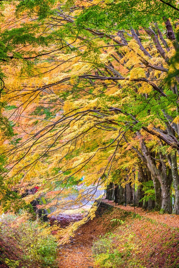 Maple Corridor Near Kawaguchi Lake and Mt. Fuji, Japan Stock Image ...