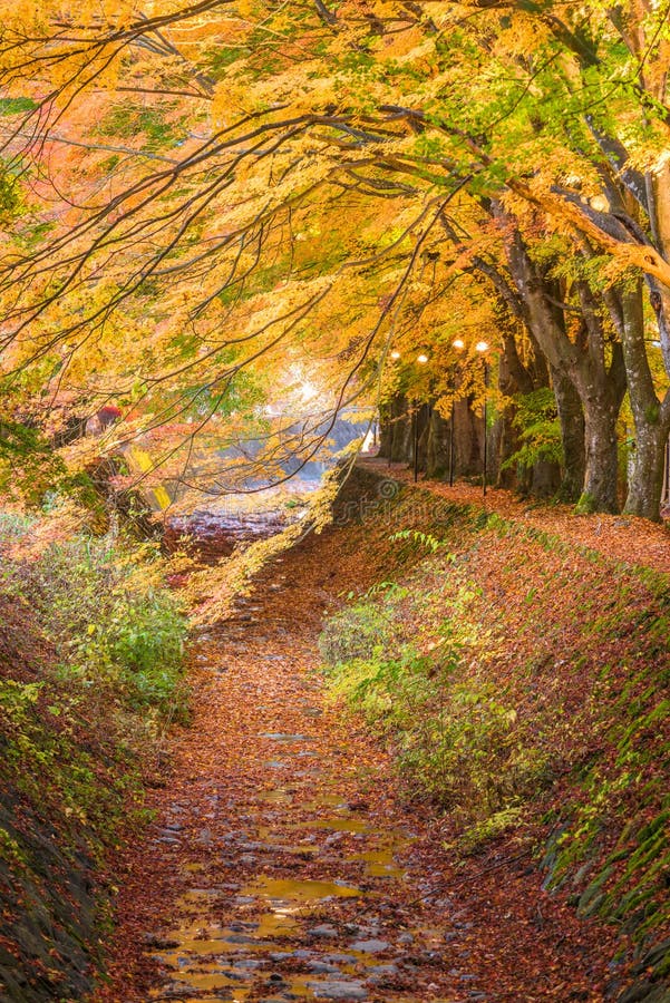 Maple Corridor Near Kawaguchi Lake and Mt. Fuji, Japan Stock Image ...