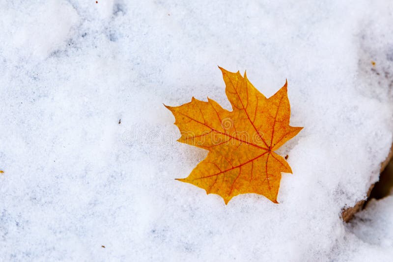 Maple Leave in Winter and Snow Stock Image - Image of wallpaper ...
