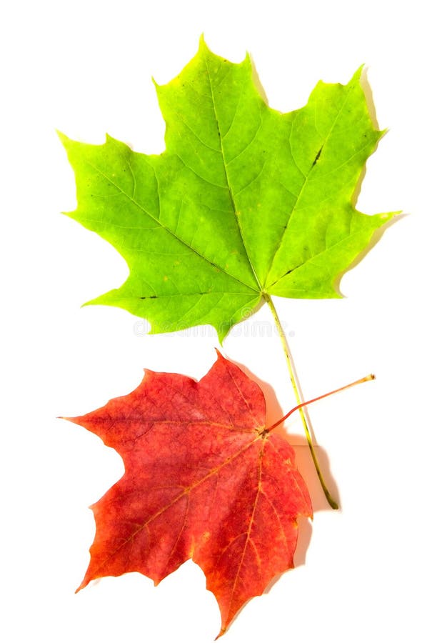 Maple leaves stock image. Image of botany, leaves, shape - 11338443