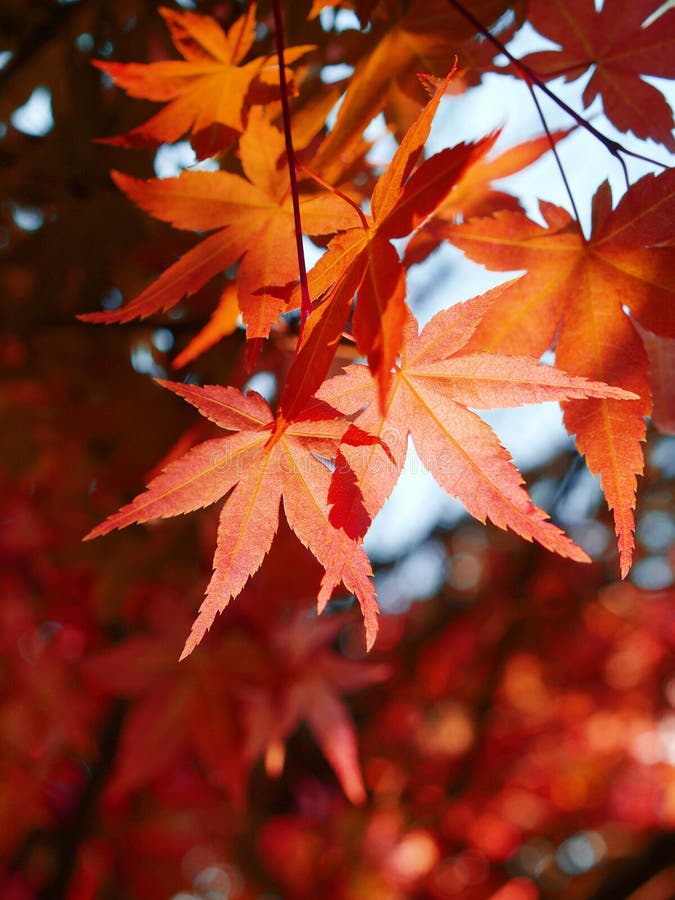 Indian summer Maple leaves stock photo. Image of luxury - 1153702