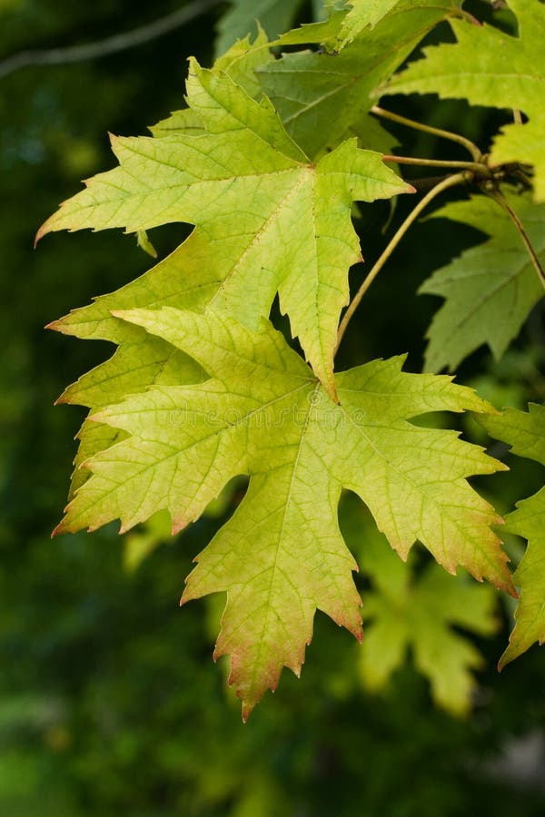 Maple leaves stock image. Image of green, october, leaves - 11993263