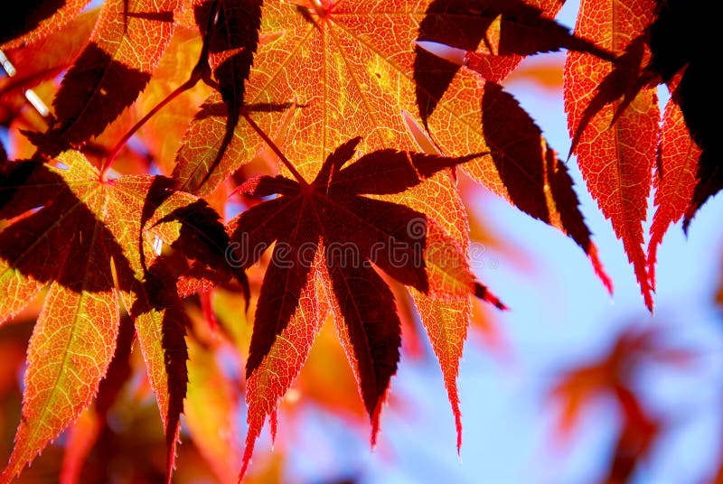Fall Leaves on White stock photo. Image of falling, crumple - 1287756