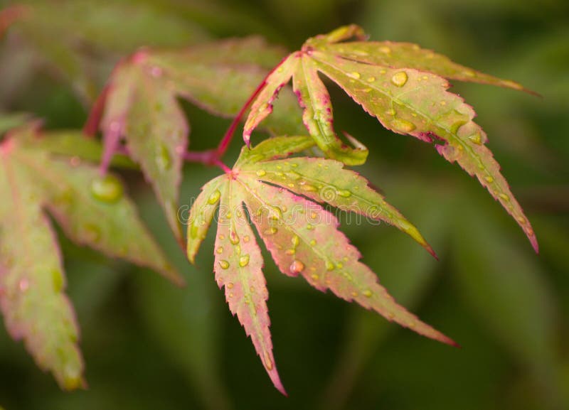 Maple leaves stock photo. Image of fall, acer, freshness - 14159550